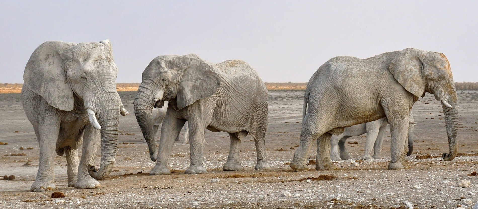 Human-Guided Evolution Closer Than You Think | Office for Science and ...