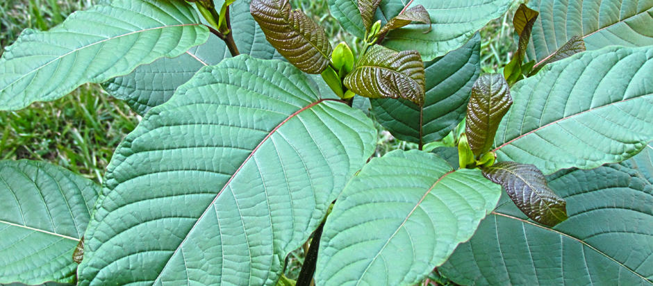 Kratom- Potential Opioid Saviour? | Office for Science and Society ...